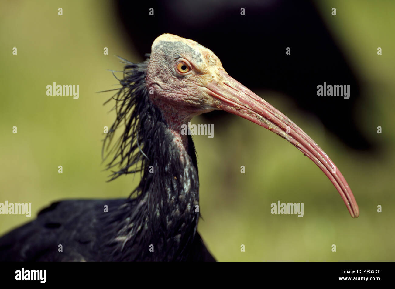 Weird bird beaks hi-res stock photography and images - Alamy