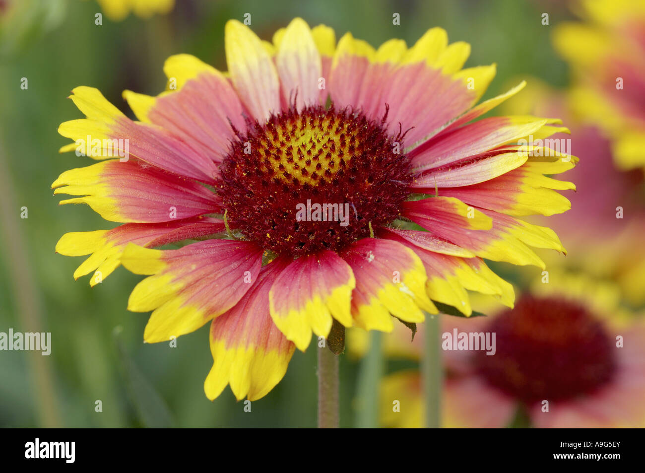 Annual Gaillardia, Firewheel, blanket flower, great blanket-flower ...
