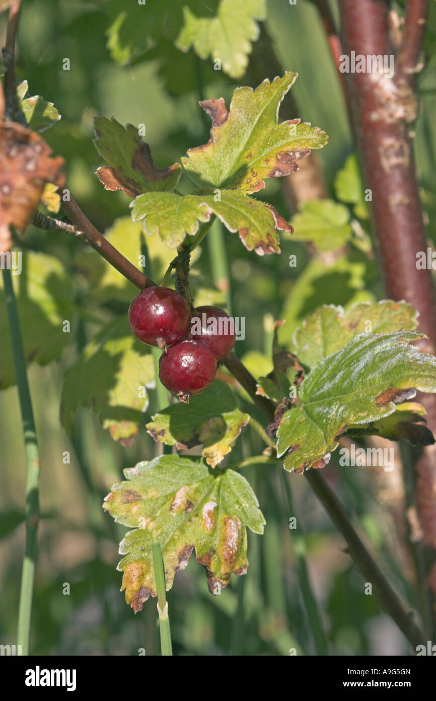 mountain currant (Ribes alpinum), mature fruits Stock Photo - Alamy