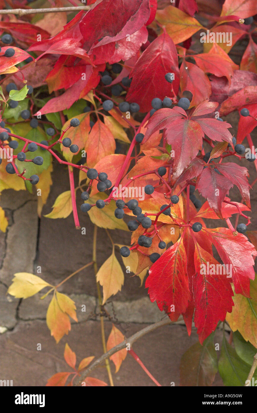 false Virginia-creeper (Parthenocissus inserta), fruits and leaves in ...