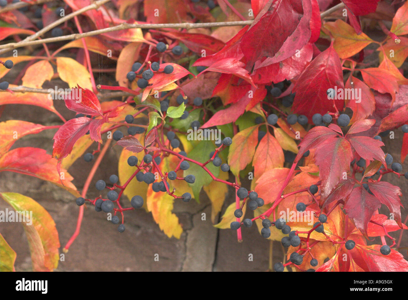 false Virginia-creeper (Parthenocissus inserta), fruits and leaves in ...