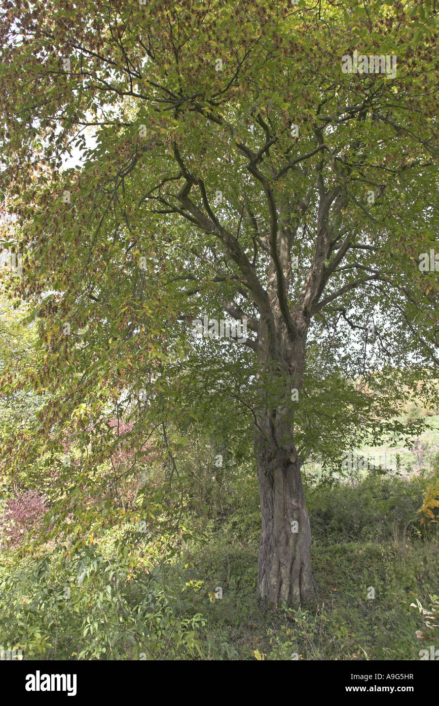 walnut (Juglans regia), single tree Stock Photo - Alamy