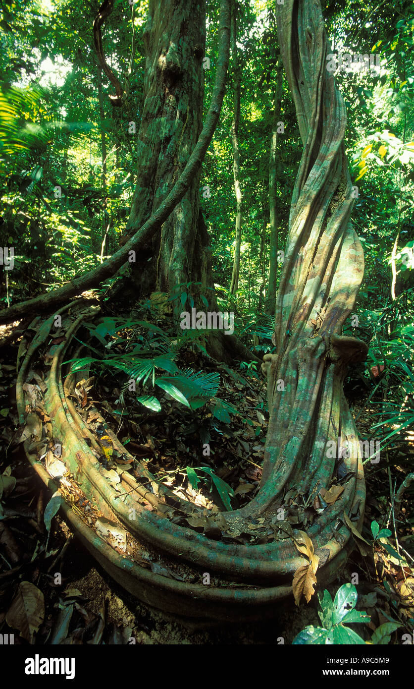 primary rainforest Langkawi Malaysia Stock Photo - Alamy