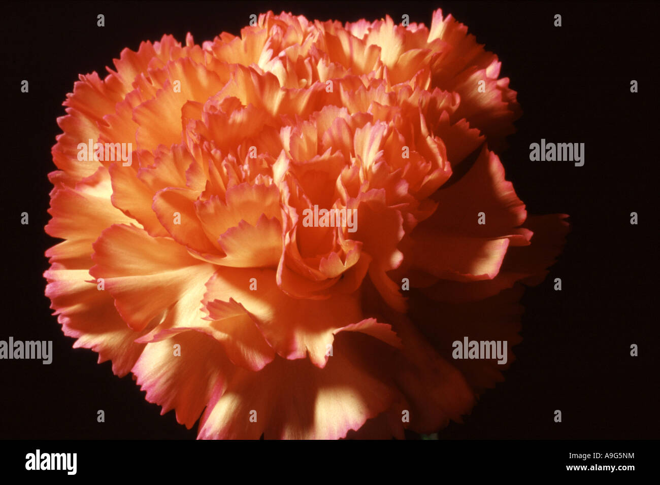 carnation, dianthus, clove pink (Dianthus caryophyllus), flower Stock ...