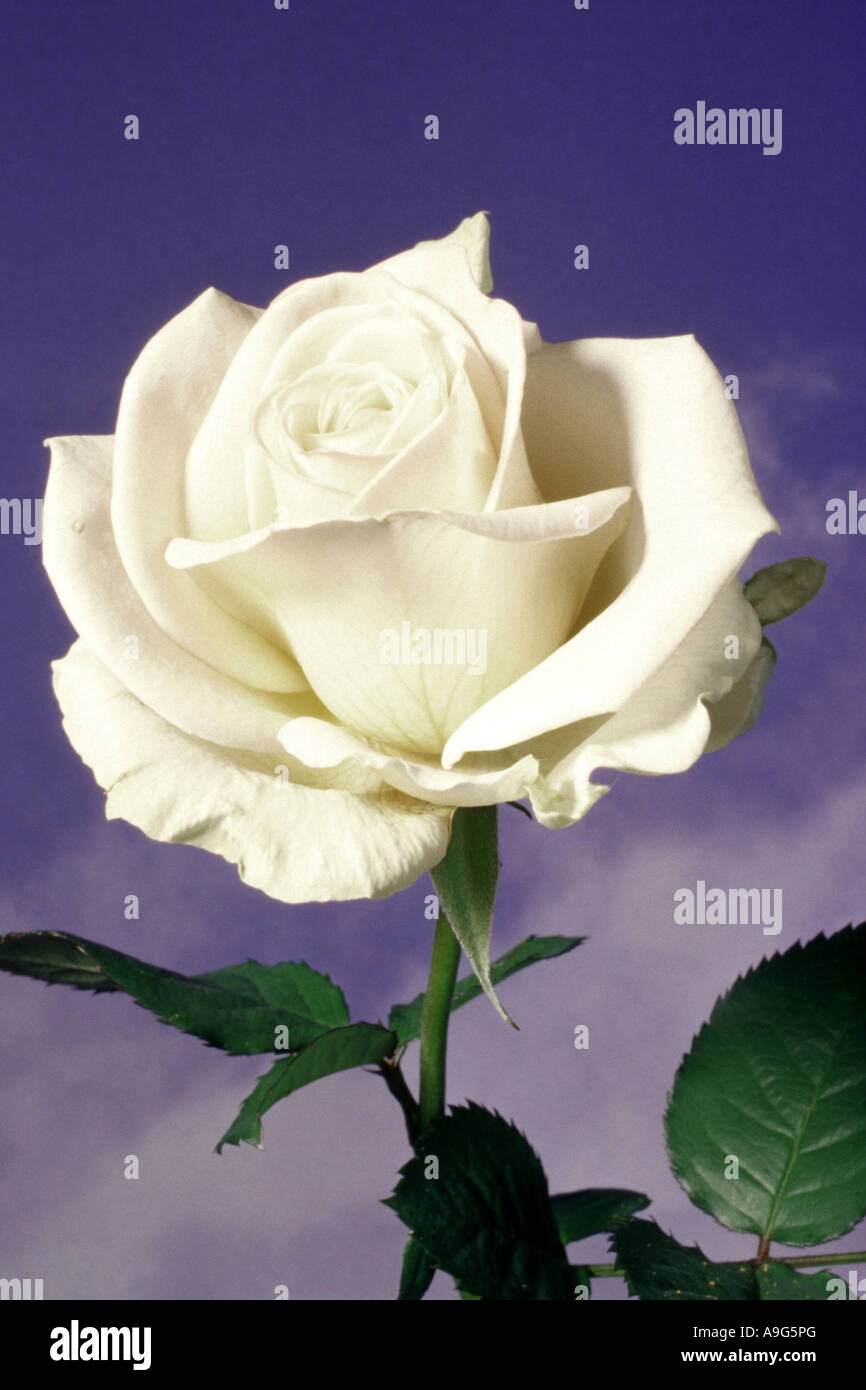 Rose rosa spec variety hi-res stock photography and images - Alamy