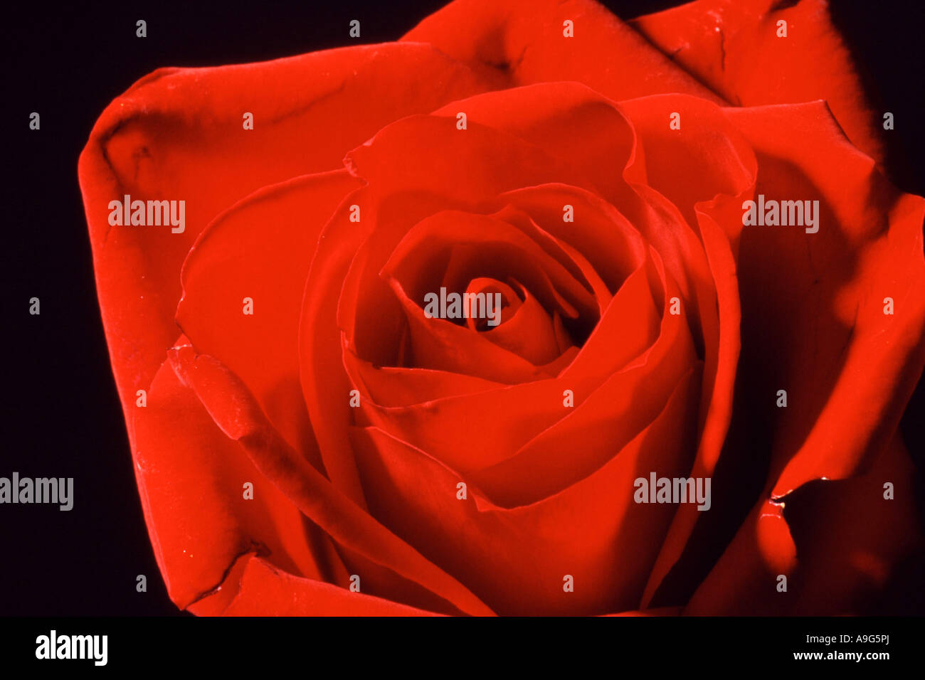 red rose (Rosa spec.), flower Stock Photo - Alamy