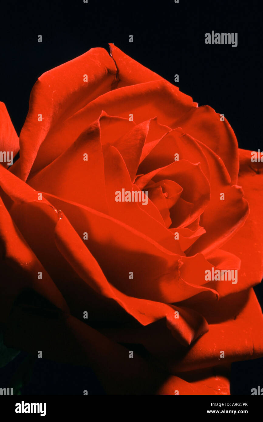 red rose (Rosa spec.), flower Stock Photo - Alamy