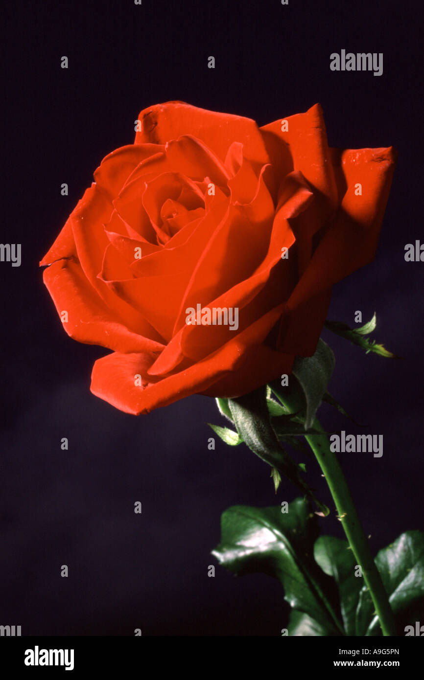 Rose rosa spec variety hi-res stock photography and images - Alamy