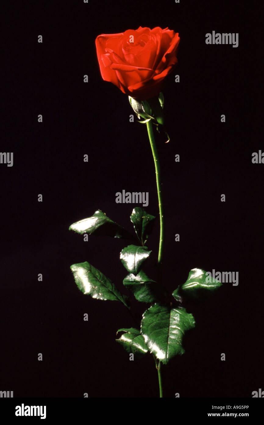 red rose (Rosa spec.), flower Stock Photo - Alamy