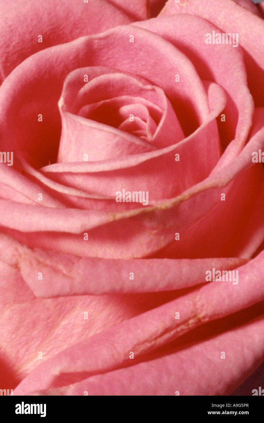 pink rose (Rosa spec.), flower Stock Photo - Alamy