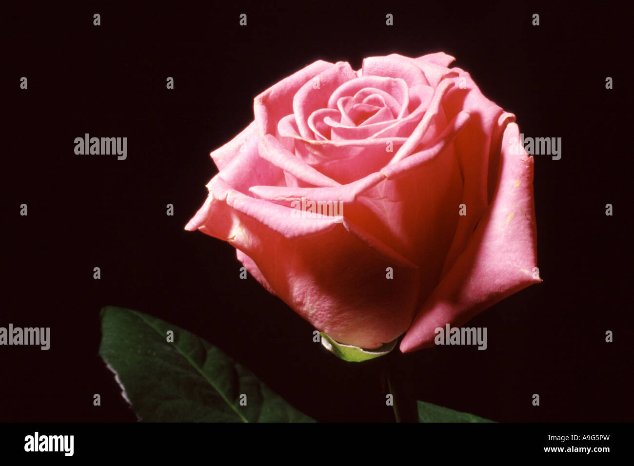 Pink rose symbolism hi-res stock photography and images - Alamy