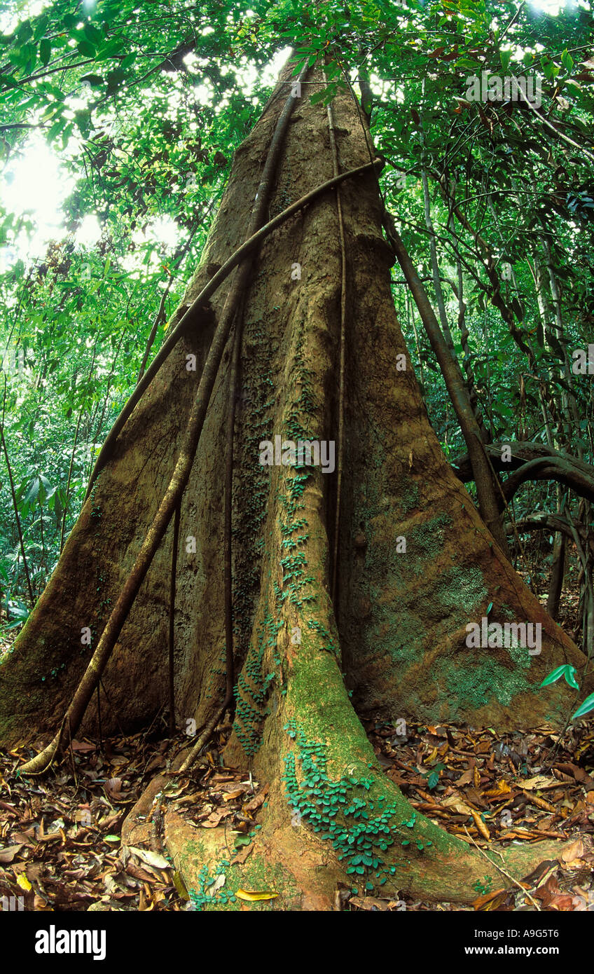 tree roots primary rainforest Langkawi Malaysia Stock Photo - Alamy