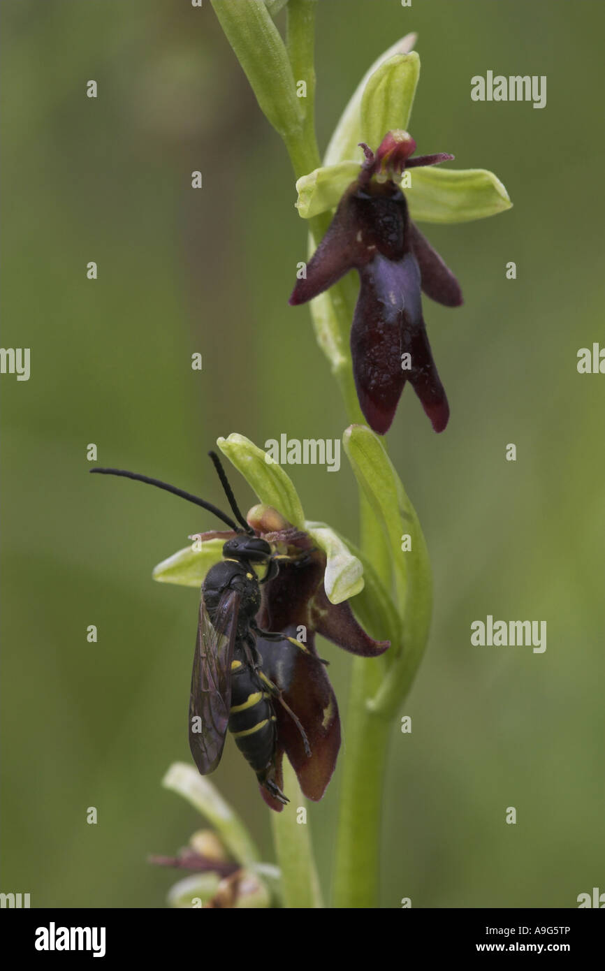 fly orchid (Ophrys insectifera), flowerswith digger wasps, Argogorytes ...