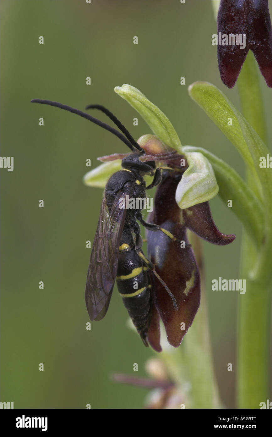 Orchid pollinators hi-res stock photography and images - Alamy