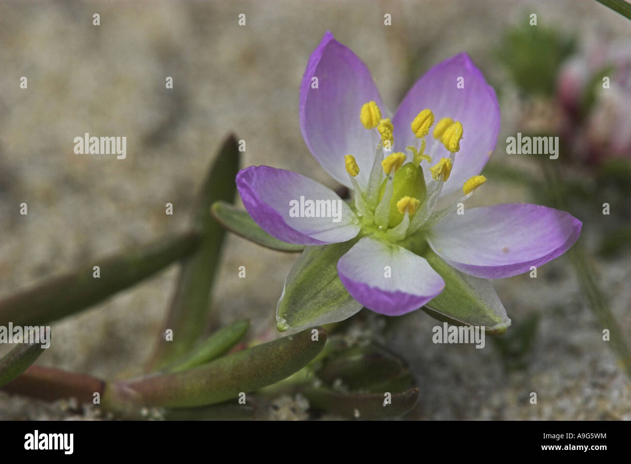 Stigma mcphoto hi-res stock photography and images - Alamy