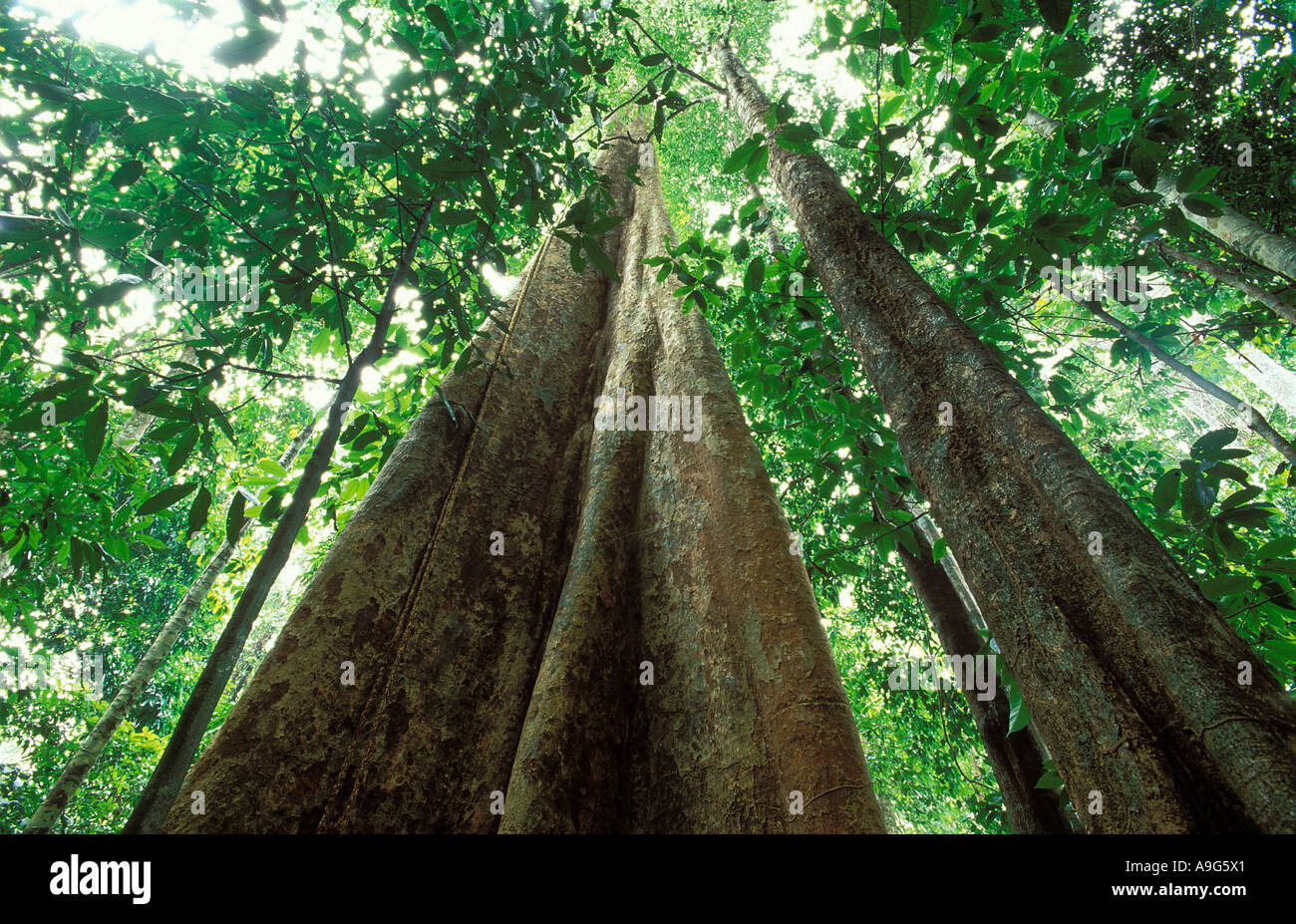 primary rainforest Langkawi Malaysia Stock Photo - Alamy