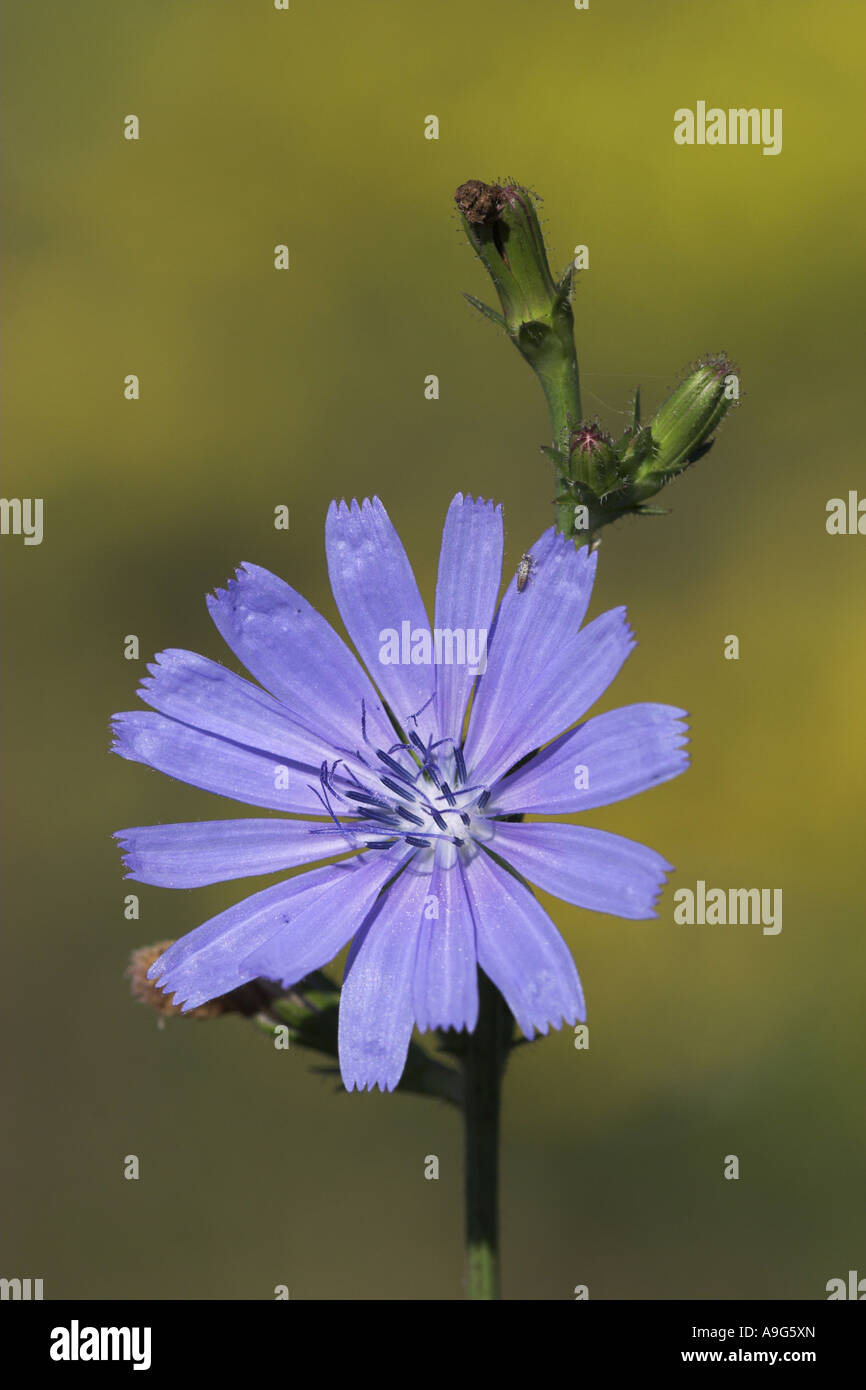 blue sailors, common chicory, wild succory (Cichorium intybus ...