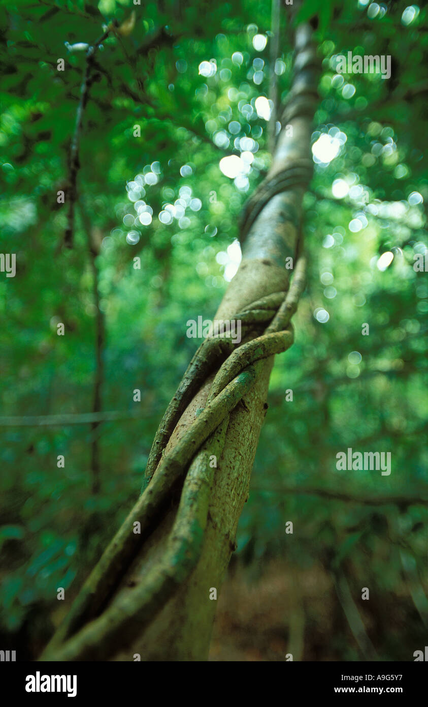 primary rainforest Langkawi Malaysia Stock Photo - Alamy