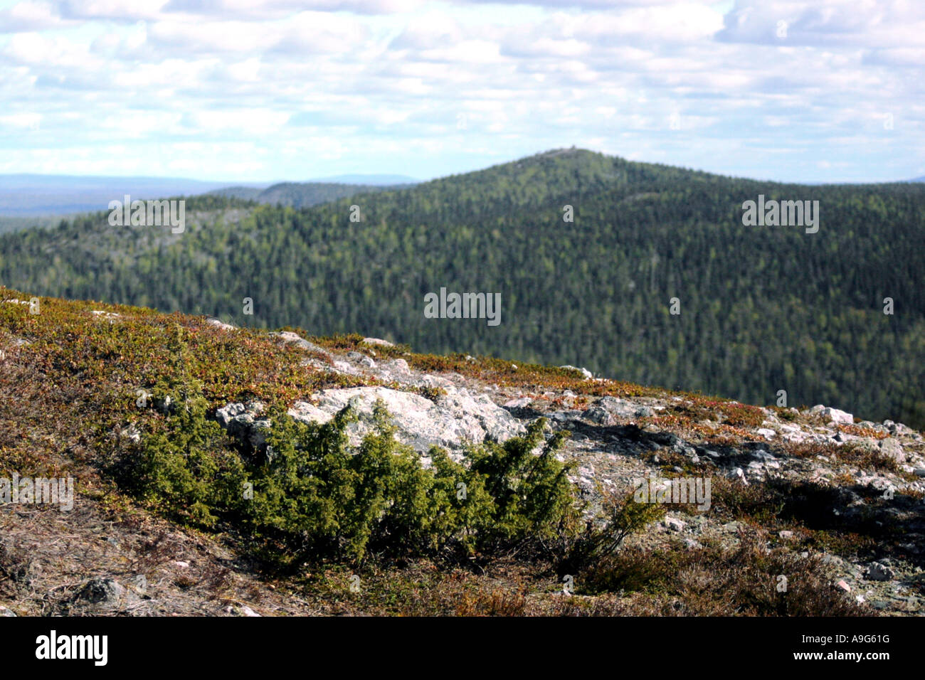 Fjeld Valtavaara, Finland, Oulu, Kuusamo Stock Photo - Alamy