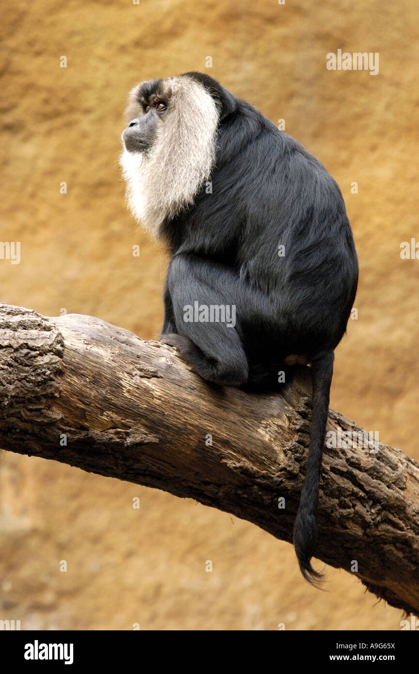 liontail macaque, lion-tailed macaque (Macaca silenus), sitting on a ...