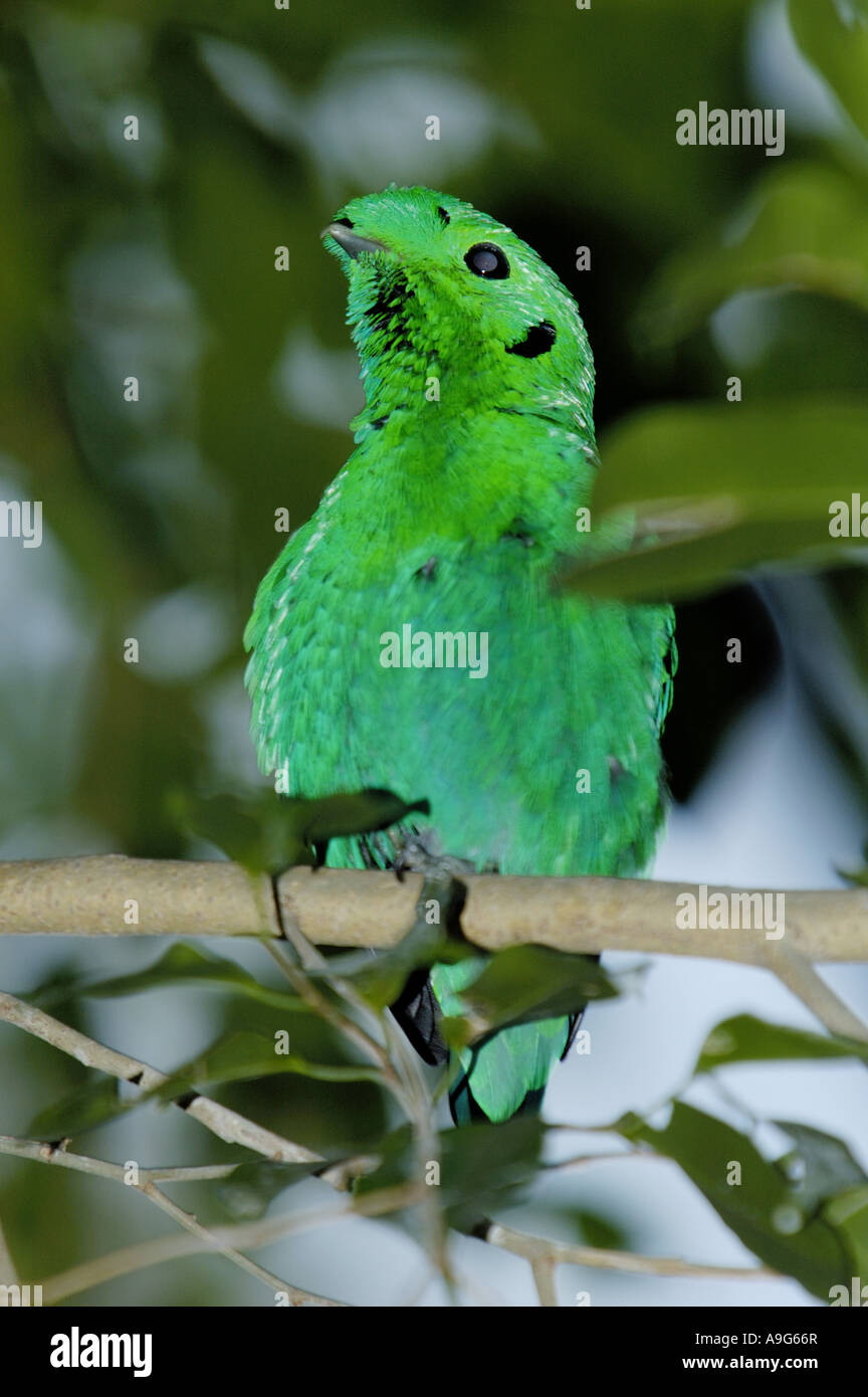 R viridis hi-res stock photography and images - Alamy