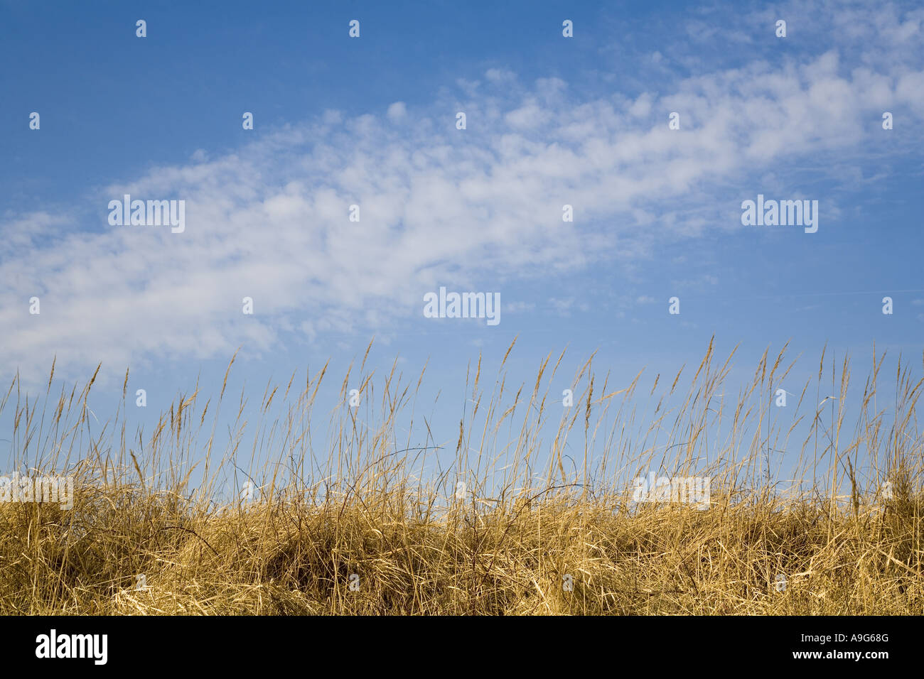 Beachgrass ammophila arenaria in dune on the baltic sea hi-res stock ...