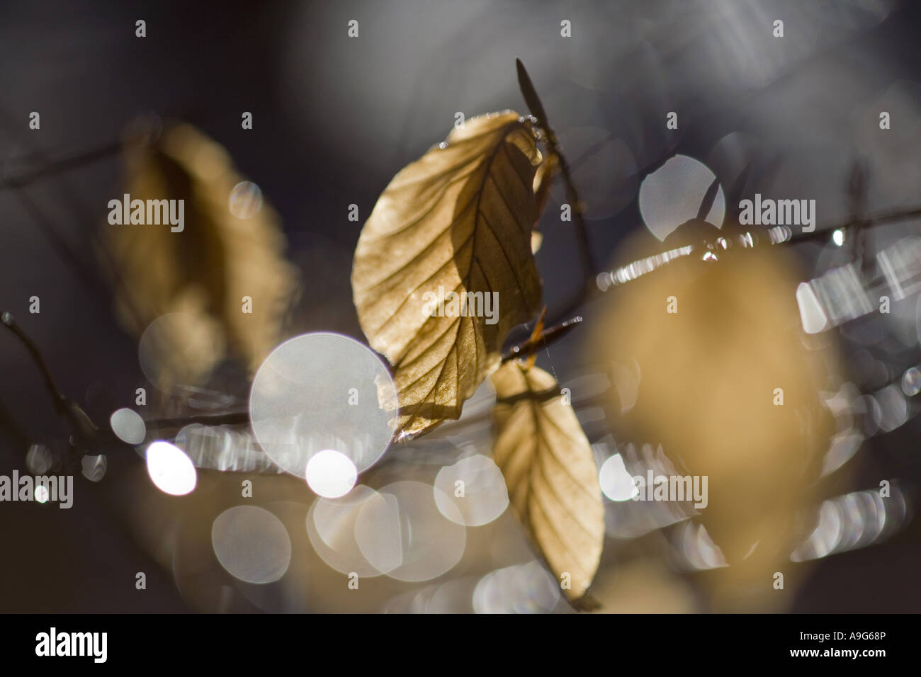 common beech (Fagus sylvatica), twig with buds and leaves of the last ...
