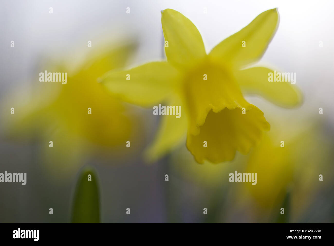 common daffodil (Narcissus pseudonarcissus), flowers Stock Photo - Alamy