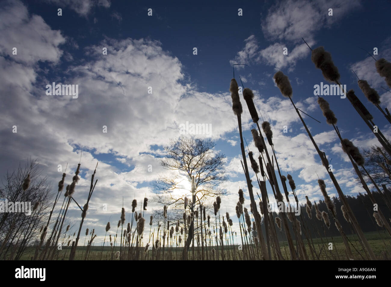 common cattail, broad-leaved cattail, broad-leaved cat's tail, great ...