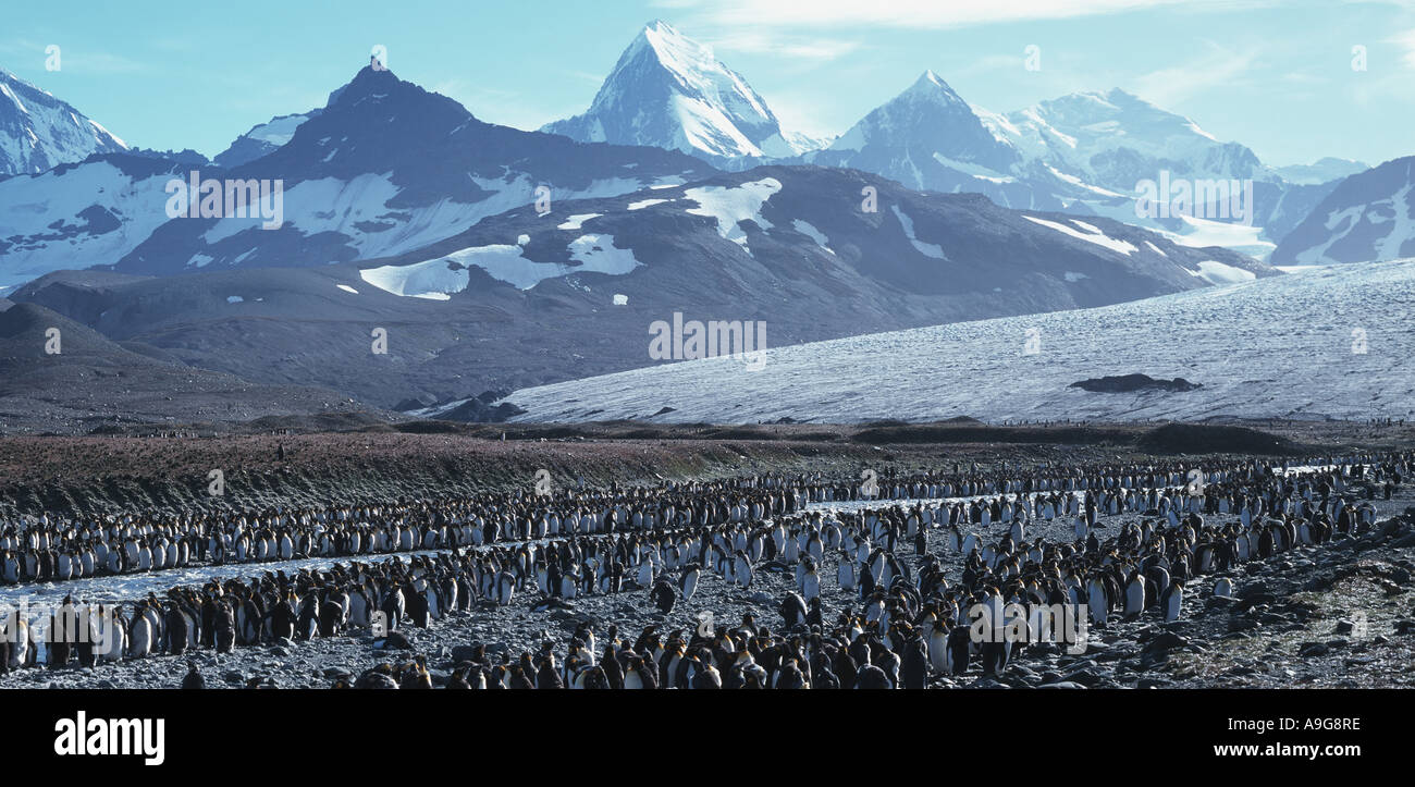 king penguin (Aptenodytes patagonicus), nesting colony, Antarctica, St ...