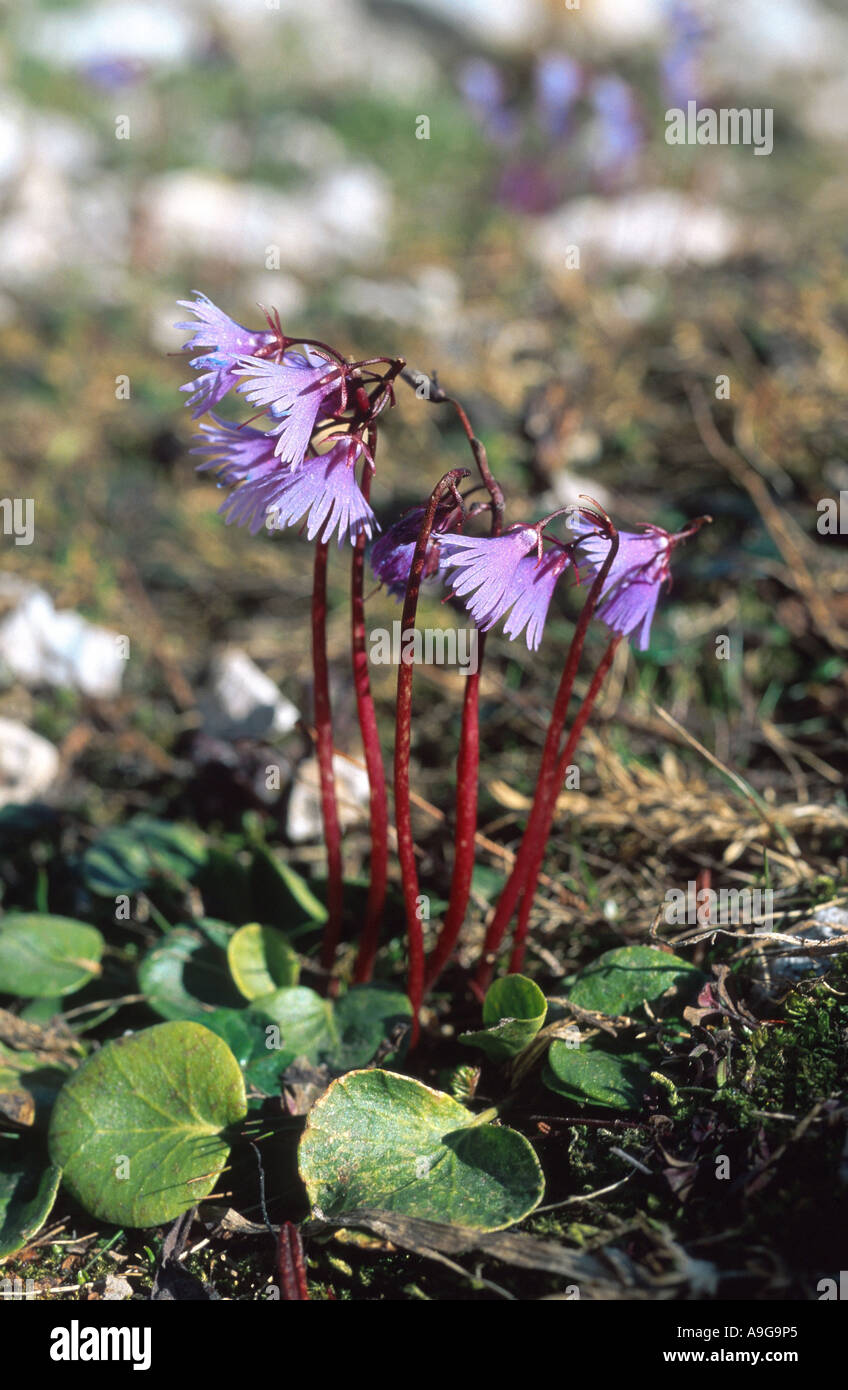 alpine snowbell, moonwort (Soldanella alpina), blooming, Italy ...