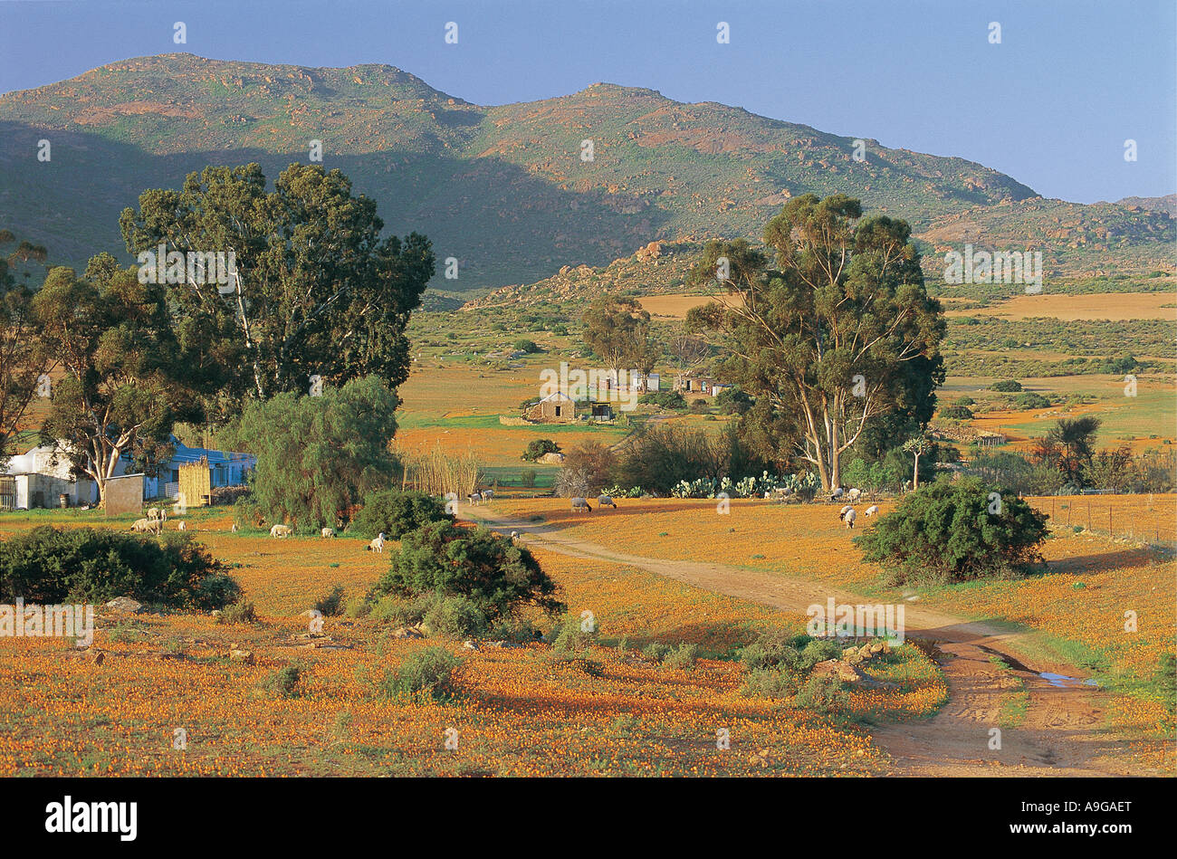 Small farms in a pretty landscape of Namaqualand South Africa Stock ...