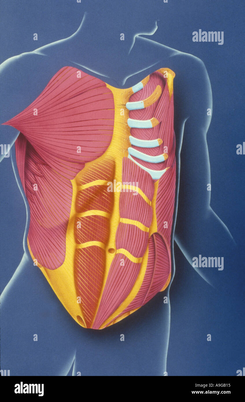 Illustration of Human Anatiomy Layers of chest anatomy and conective ...