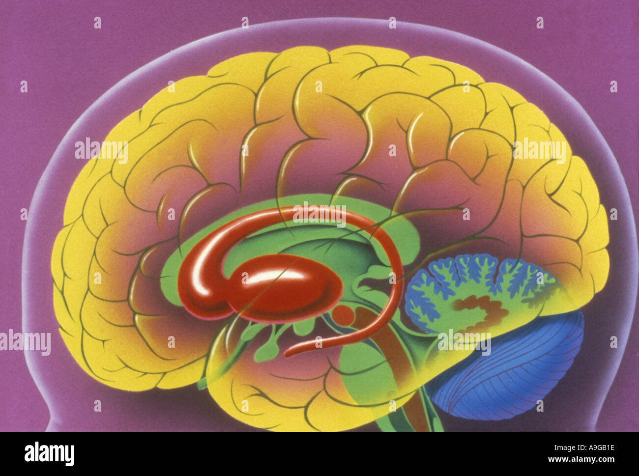 Illustration of Human Anatiomy Lateral view of brain Stock Photo - Alamy