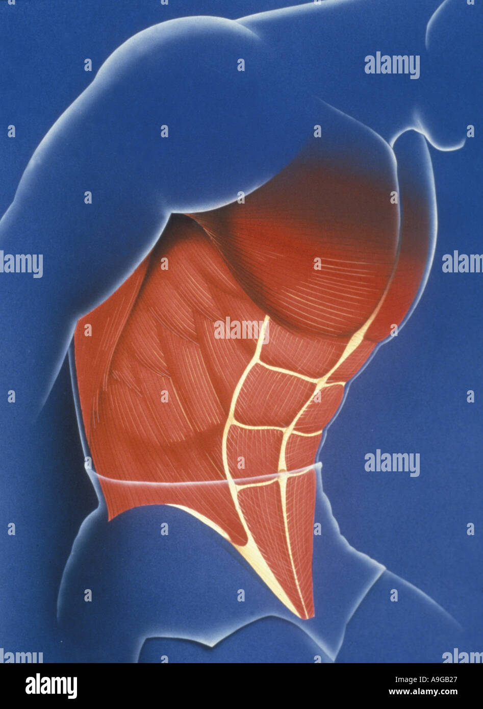 Illustration of Human Anatiomy Muscular System Stock Photo - Alamy