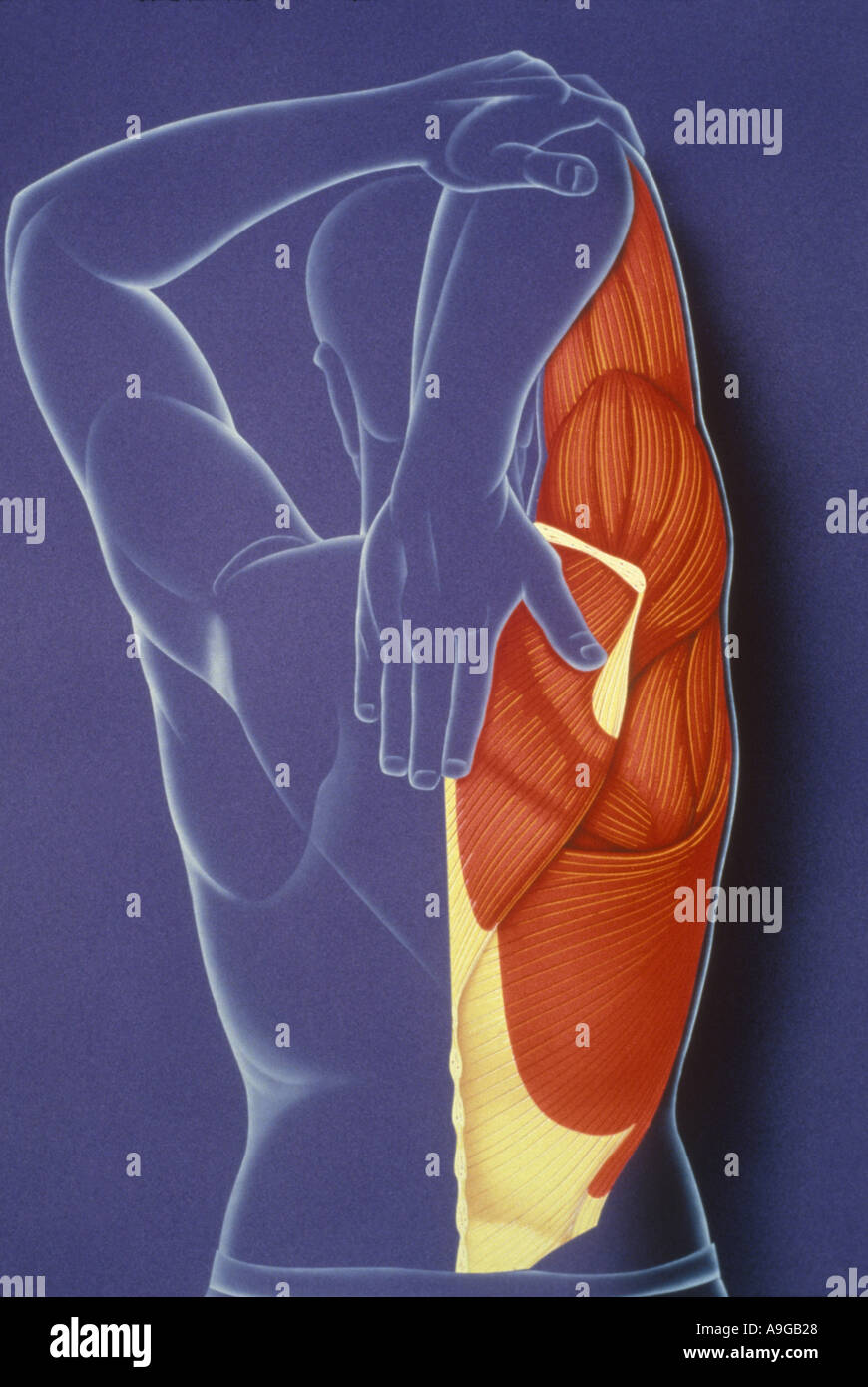 Illustration of Human Anatiomy Back Muscles Stock Photo - Alamy