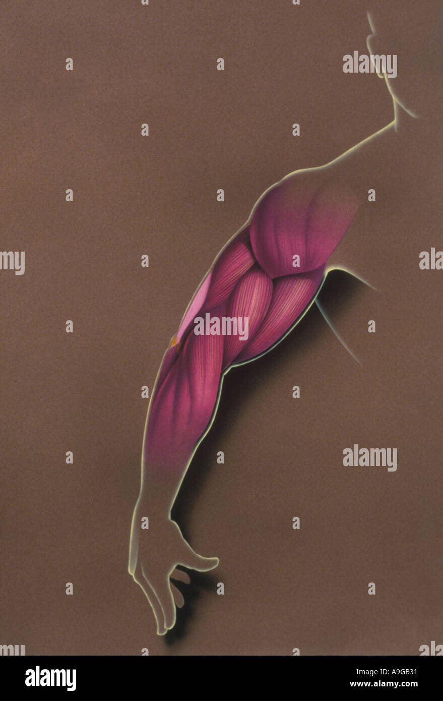 Illustration of Human Anatiomy Muscular system Arm Stock Photo - Alamy