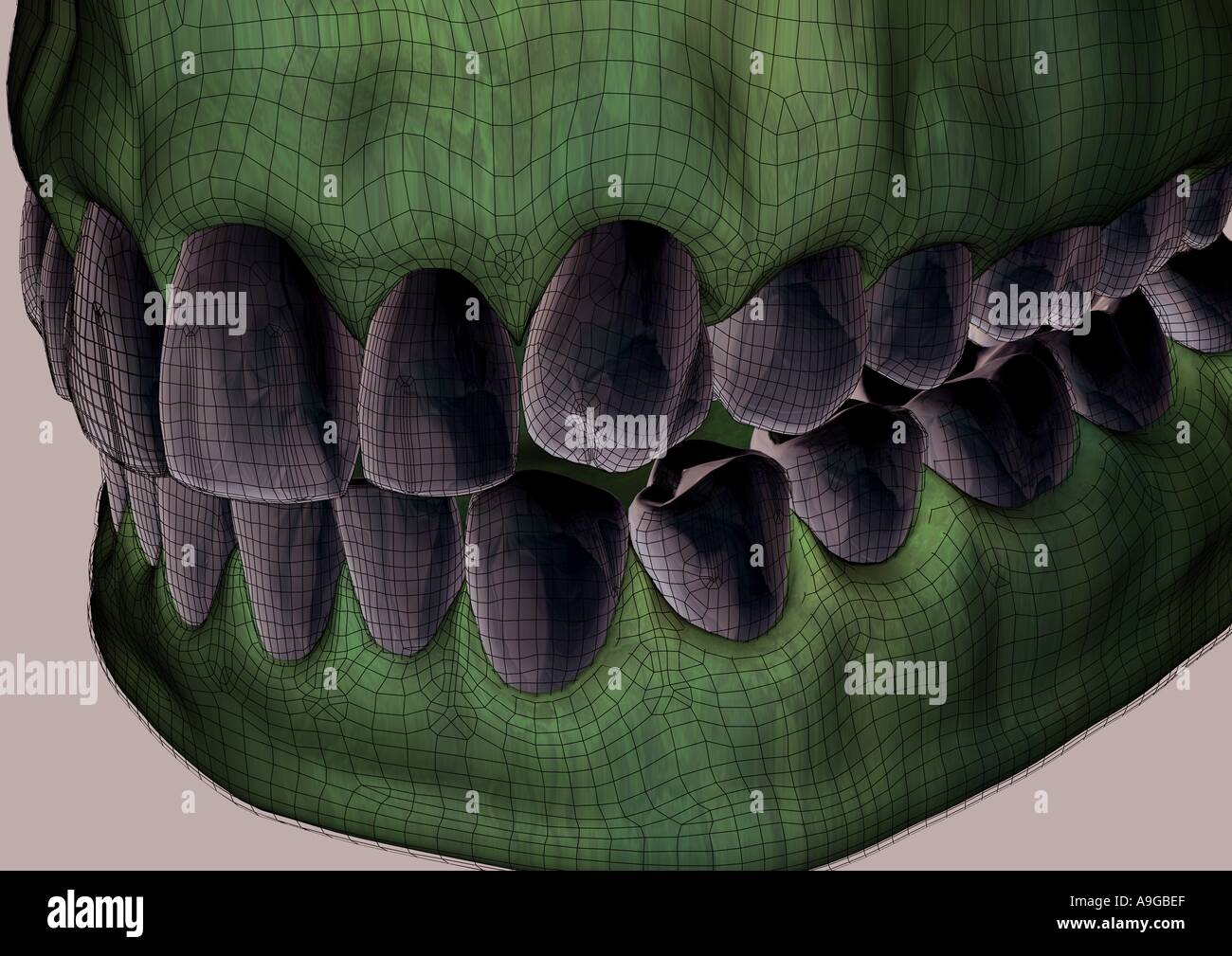 Tooth morphology hi-res stock photography and images - Alamy