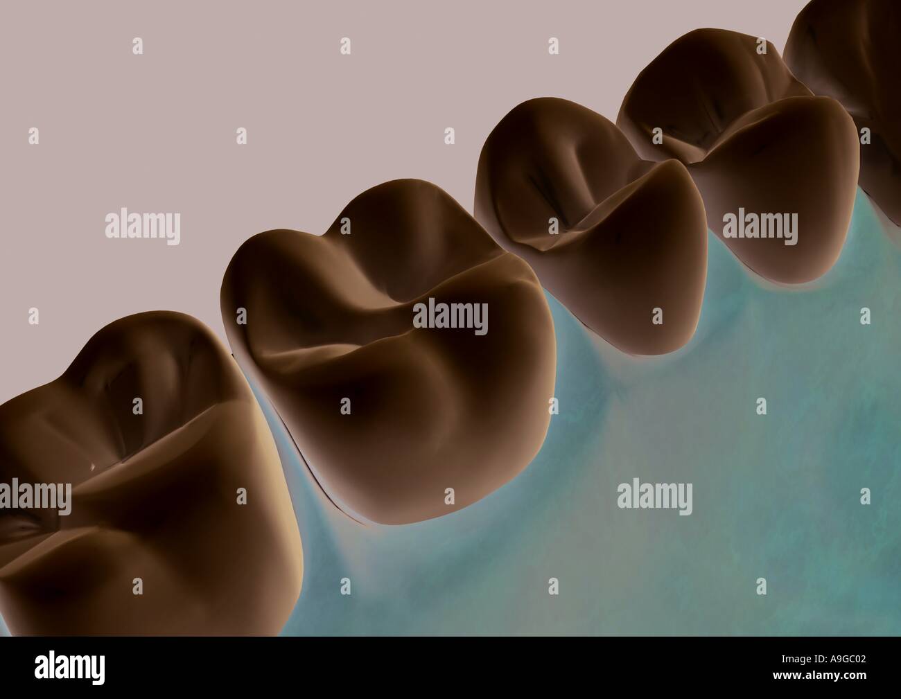 Tooth morphology hi-res stock photography and images - Alamy