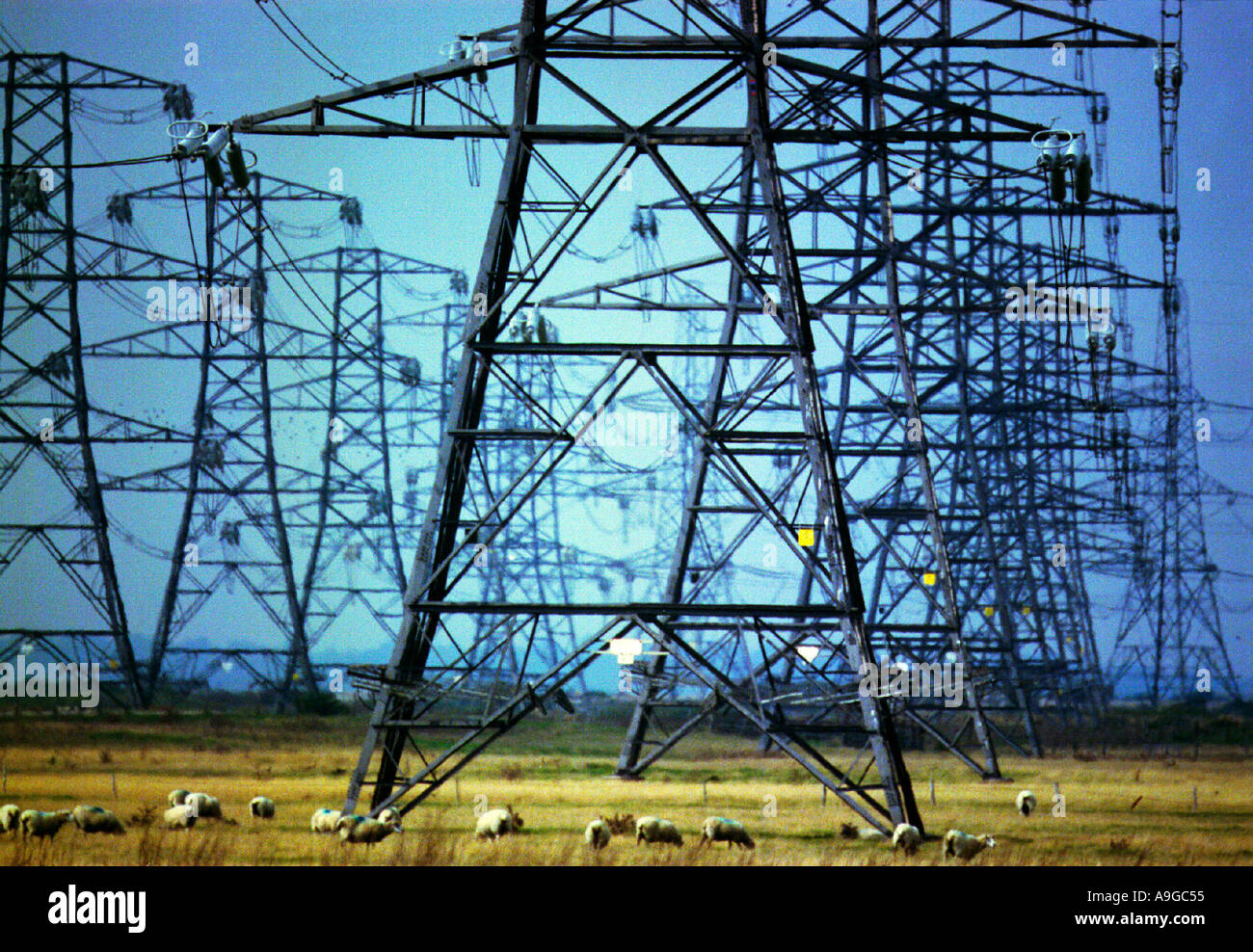 March of the pylons across fields of sheep near Dungeness Power Station ...