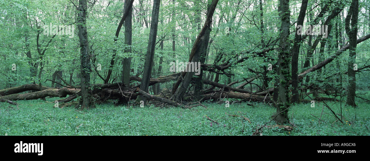 common alder, black alder, European alder (Alnus glutinosa), alder ...