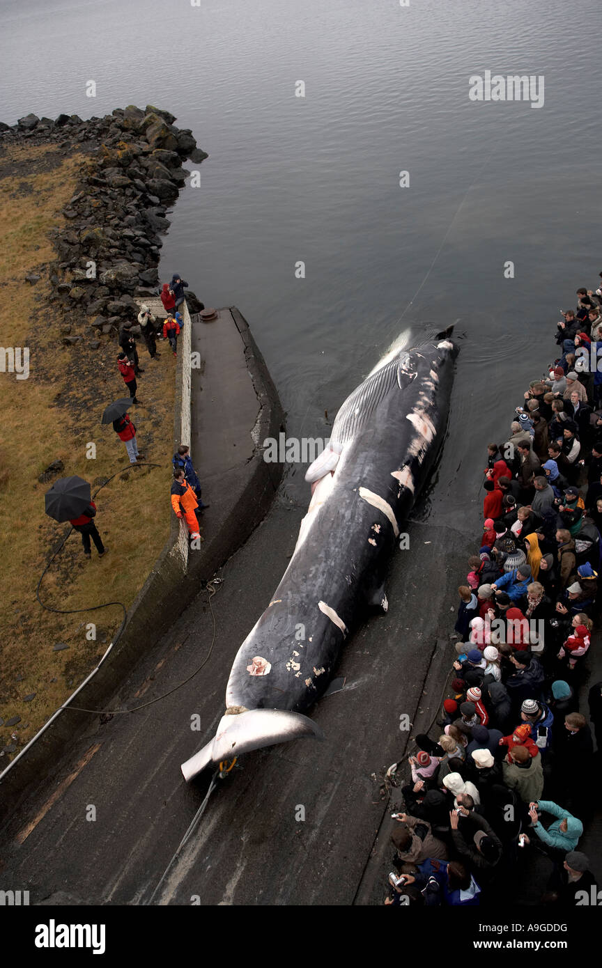 The whaleboat Hvalur 9 got the fourth whale and landed it in their ...