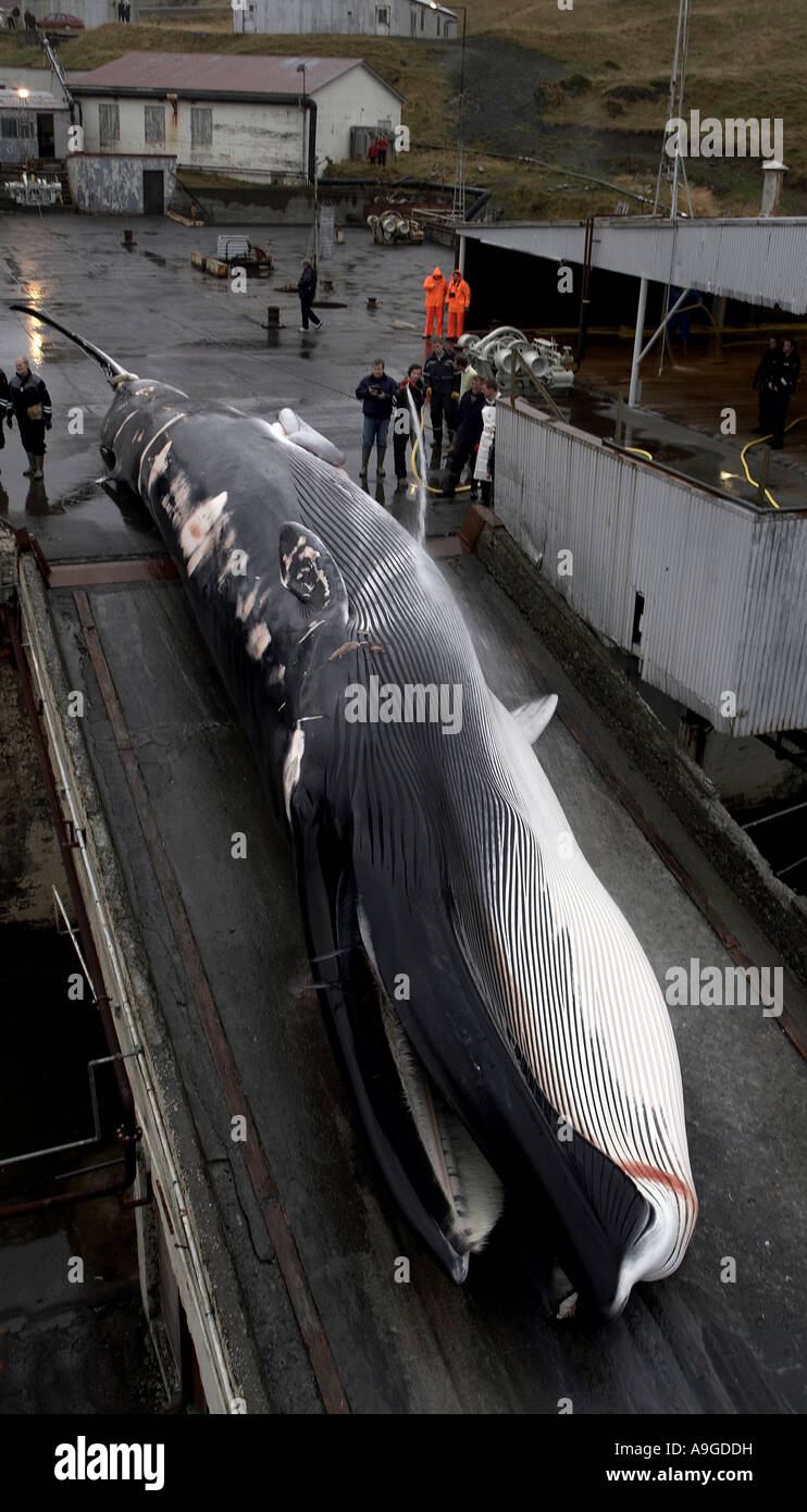 The whaleboat Hvalur 9 got the fourth whale and landed it in their ...
