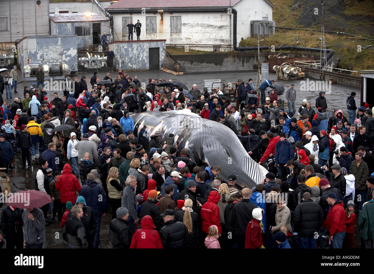 The whaleboat Hvalur 9 got the fourth whale and landed it in their ...