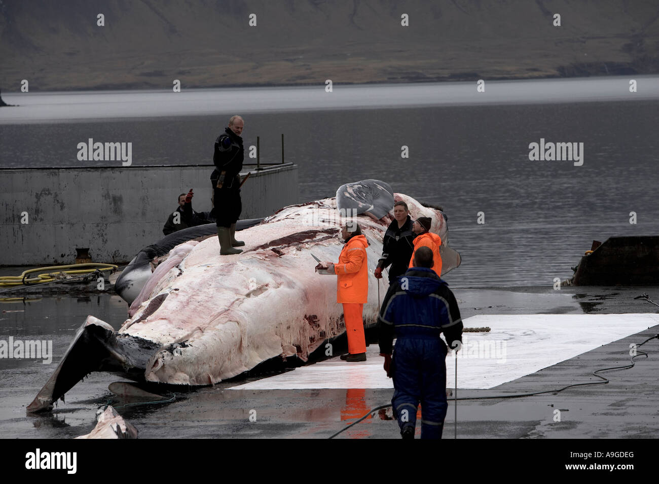 The whaleboat Hvalur 9 got the fourth whale and landed it in their ...