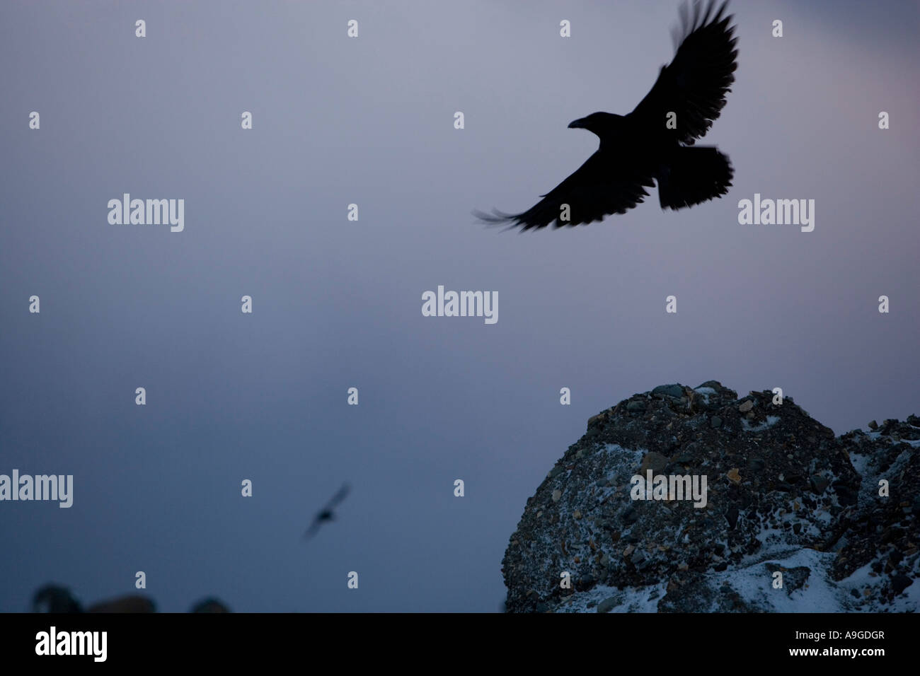 Raven flying hi-res stock photography and images - Alamy