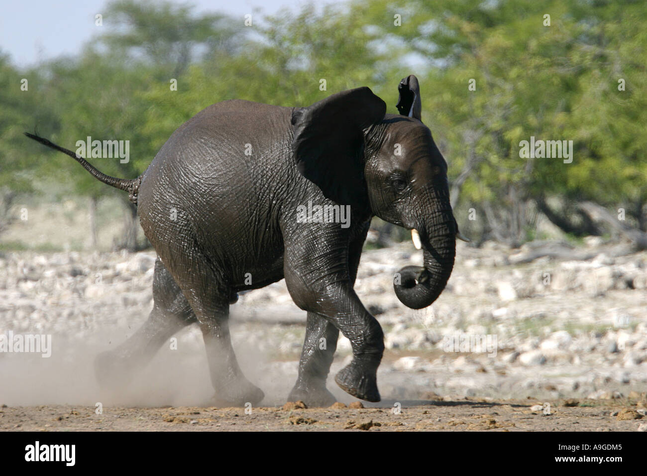 Bull elephant running hi-res stock photography and images - Alamy