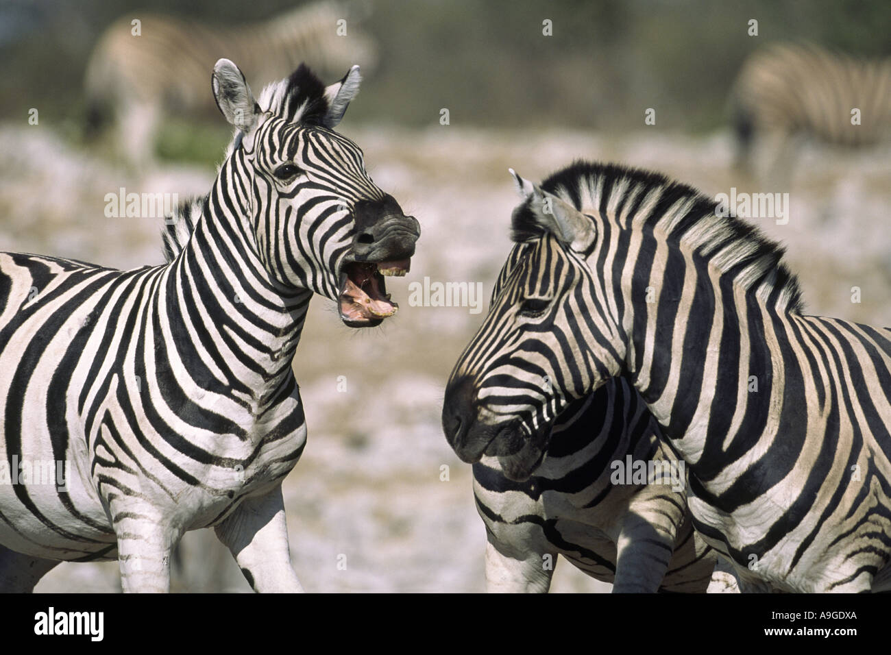 Angry zebras hi-res stock photography and images - Alamy