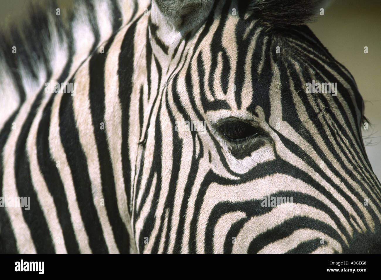 Common Zebra (Equus quagga), portrait, eye, Namibia, Ovamboland, Etosha ...