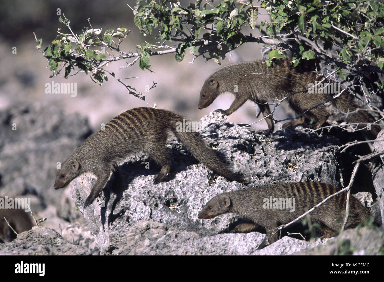 banded mongoose, zebra mongoose (Mungos mungo), group, running, Namibia ...